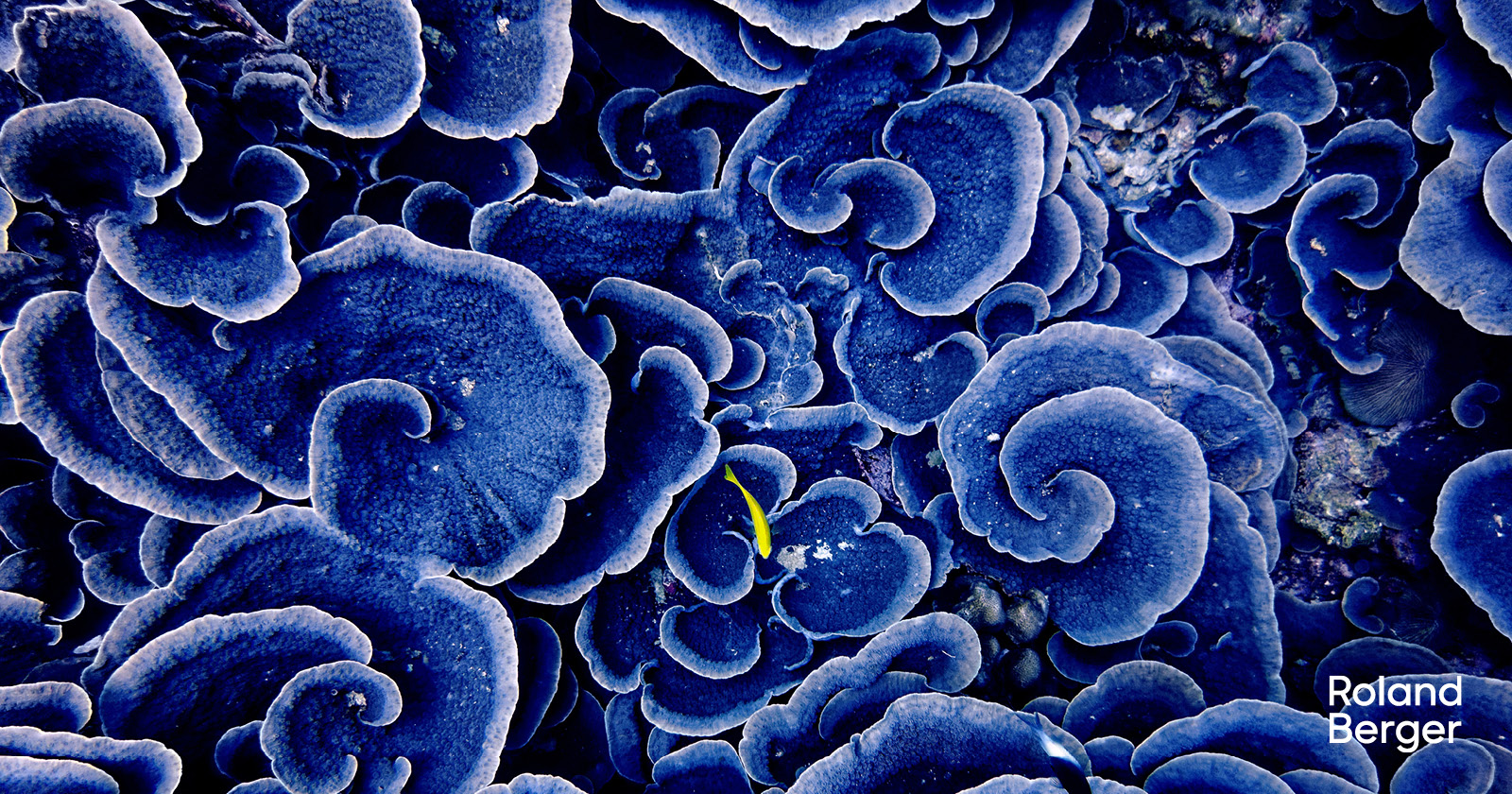 COP28 | Roland Berger